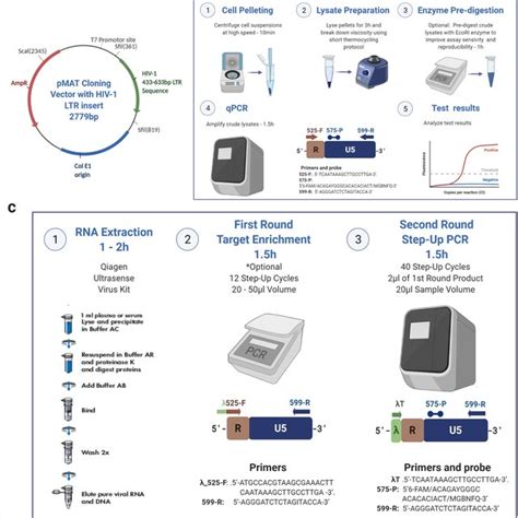 Revised Qpcr And Rtqpcr Quantification Assay Synthetic Standard And