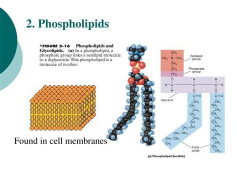 Ppt Lipids Powerpoint Presentation Free Download Id1742340