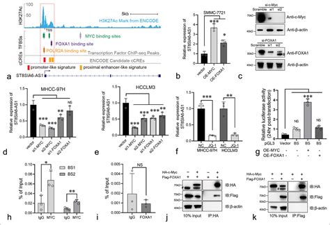 Crispr Cas9 Based Long Non Coding RNA Interference And Activation