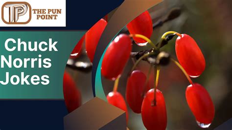 450 Chuck Norris Jokes
