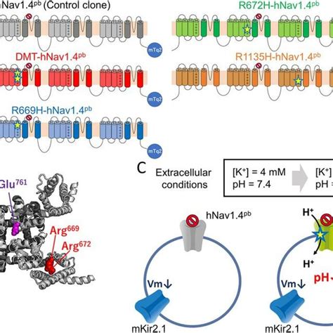 Gating Pore Current Measurements A B Representative Raw Download Scientific Diagram