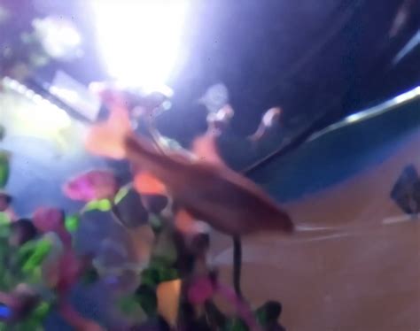 Watch Your Fish With A Raspberry Pi Camera Raspberry Pi