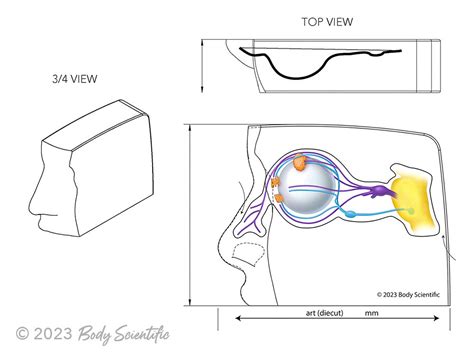 Crafting Clarity In Tear Anatomy Education