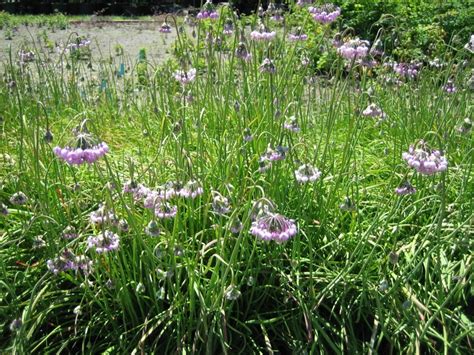 Allium Cernuum Leaf