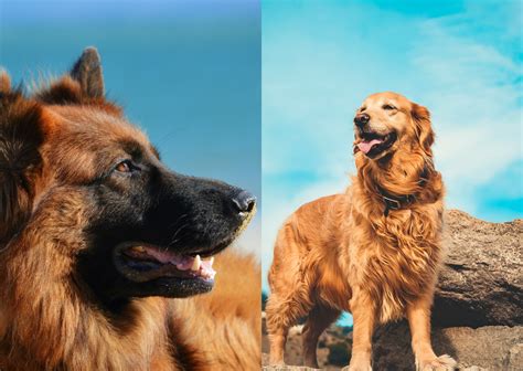 German Shepherd And Golden Retriever