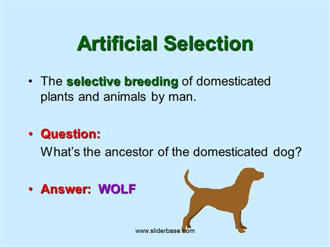 Artificial Selection Examples