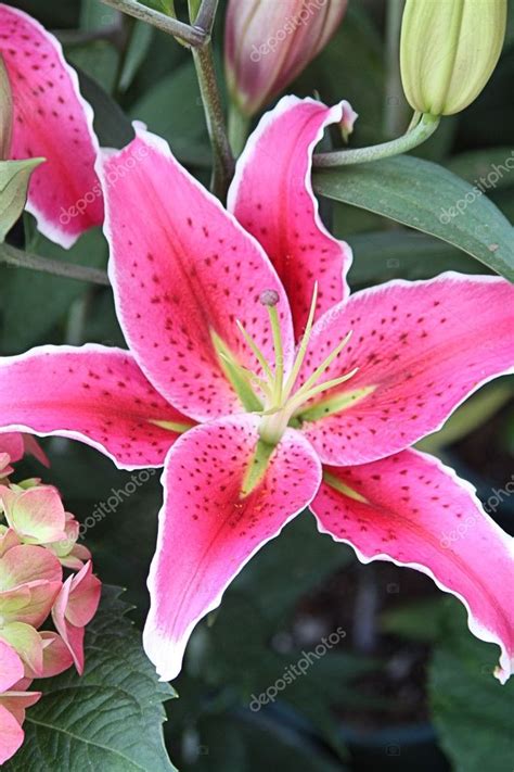 Stargazer Lily Stock Photo Huggy