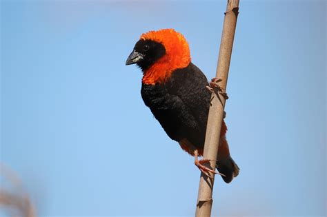 Red Bishop Avian Free Photo On Pixabay Pixabay