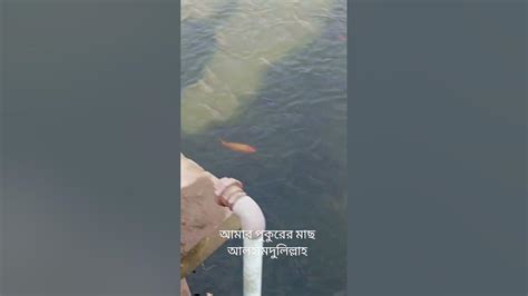 Fishing আমার পুকুরের মাছ আলহামদুলিল্লাহ ️ Fish Youtube