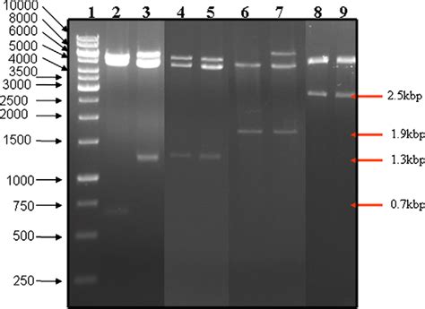 Characterization Of Recombinants By Restriction Analysis Download Scientific Diagram