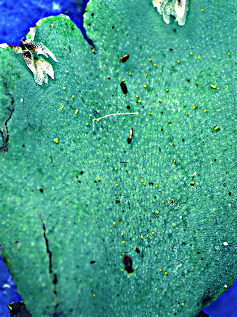 Plagiochasma Rupestre The University Of Auckland