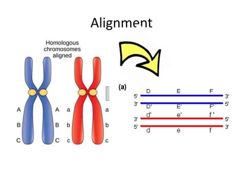 Holliday Model Of Dna Recombination Pptx