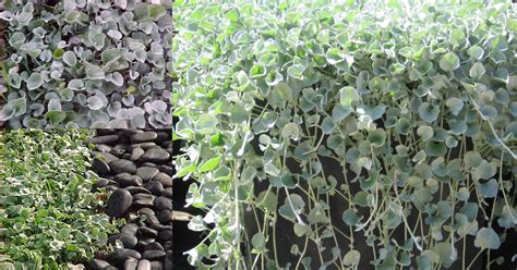 Light Green Ground Cover