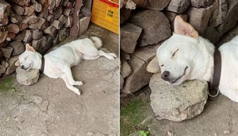 할머니가 집에 혼자 두고 온 강아지 걱정된다며 갔다가 마주한 모습이래요 애니멀 플래닛