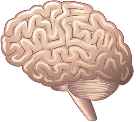 Brain Clipart Illustrations Royalty Free Vector Graphics And Clip Art