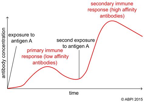 Immune Response Graph