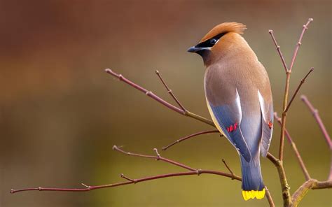 Птица с розовой грудкой и хохолком 37 фото красивые фото и картинки Pofoto Club