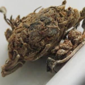 Reggie Bud