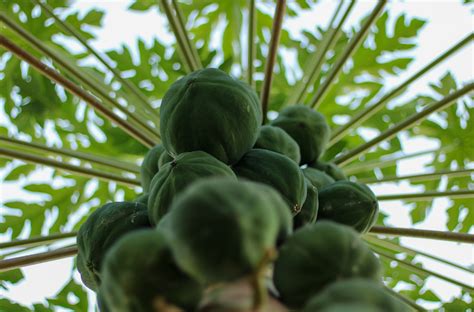 Papaya Ingles Traducir At Benjamin Bomar Blog