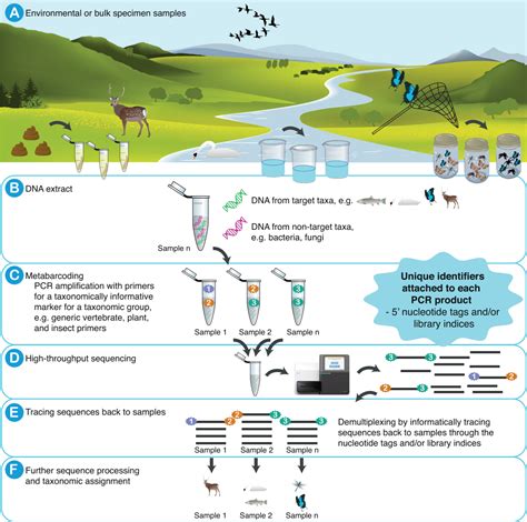 Strategies For Sample Labelling And Library Preparation In Dna