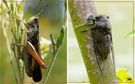 What Eats Cicadas Natural Predators Of Cicadas Insectic