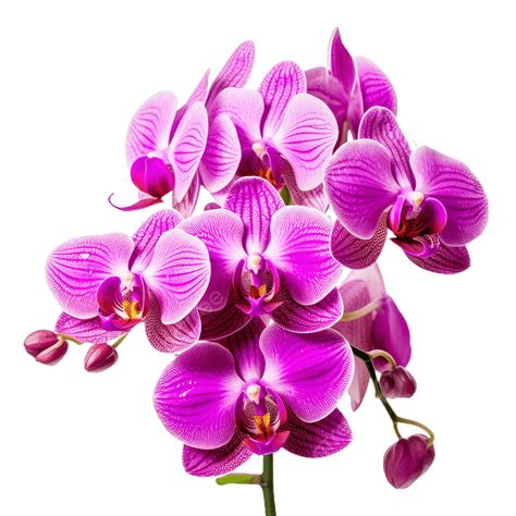 White Orchid Png