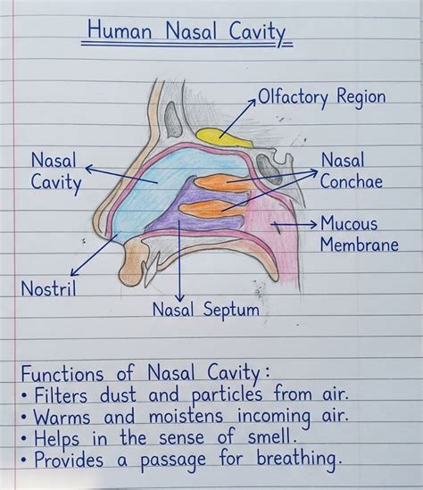 Nose And Nasal Cavity Function
