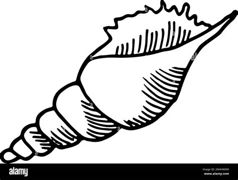 Seashell Sketch Conch Shell Drawing Beach Symbol Stock Vector Image Seashell Sketch Conch Shell Drawing Beach Symbol Stock Vector Image