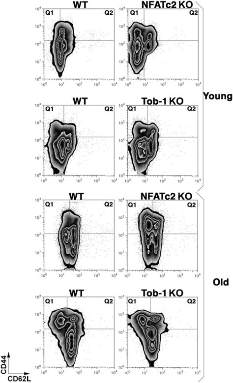 A Spleen And Lymph Node Cells Were Isolated From Age Matched Wt Download Scientific Diagram
