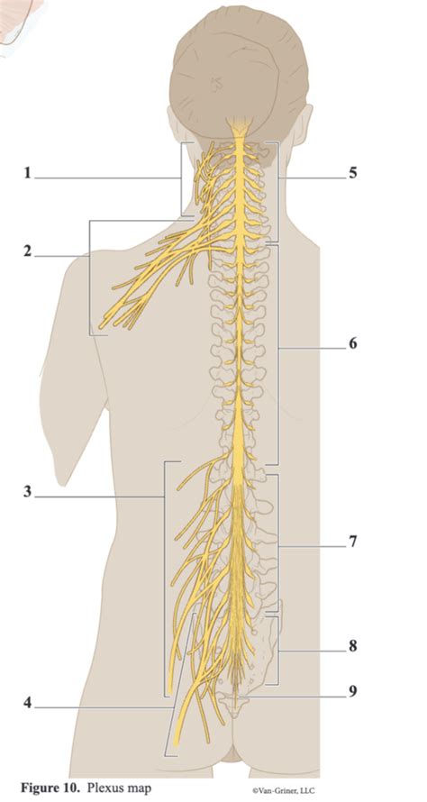 Lab 2 Human Plexus Diagram Quizlet