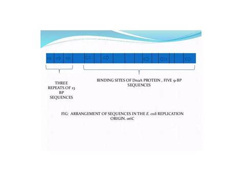 Dna Replicationpptx Dna Replicationpptx