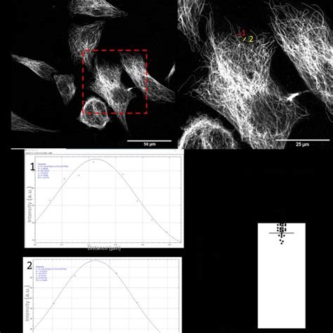 Figure S5 Intensity Plots For Line Profiles And Gaussian Fitting In Download Scientific