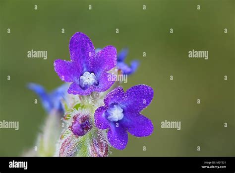 Common Bugloss Anchusa Officinalis Traditional Medicinal Plant Stock