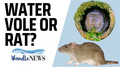 Vole Vs Mouse
