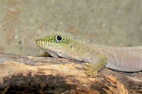 Phelsuma Standingi • Taggeckos Der Gattung Phelsuma