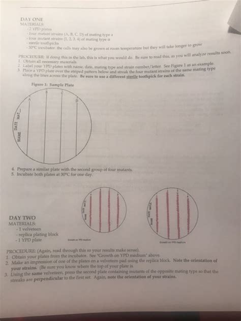 Week 7 Yeast Complementation Laboratory