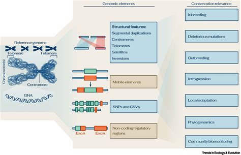 The Era Of Reference Genomes In Conservation Genomics Ants Genomes And Evolution Queen Mary
