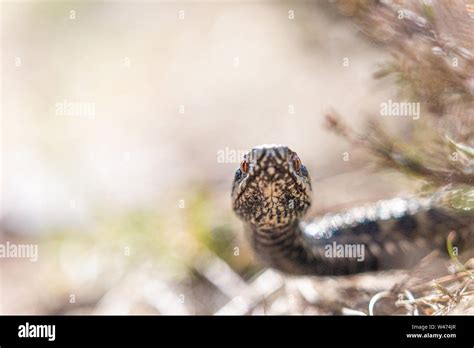 Poison Adder Hi Res Stock Photography And Images Alamy