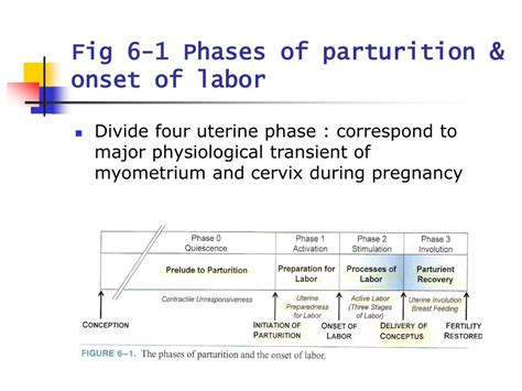 Ppt Ch11 Parturition Powerpoint Presentation Free Download Id739623