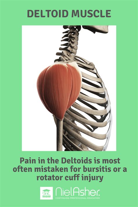 Trigger Point Release Dry Needling The Deltoid Muscle Artofit