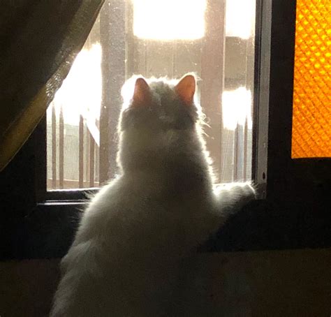 Final Report Gsoc24 Ahmed Hamed Blog