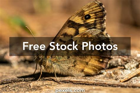 Morphological Adaptation Photos Download The Best Free Morphological