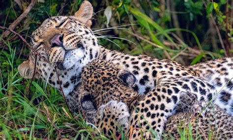 Download Leopard Cuddling On Grass Picture