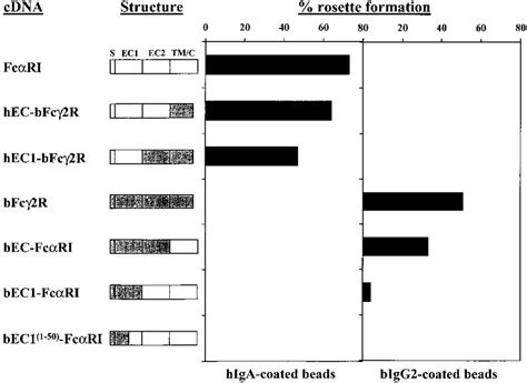 Rosette Formation By Fcrgfp Cotransfected Cos 1 Cells Schematic