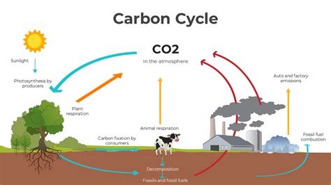 Get This Carbon Cycle Powerpoint And Canva Templates