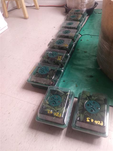 Got Clones Cut Gonna Sex The Moms This Week While The Clones Root R