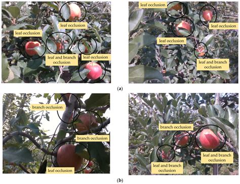 Lgvm Yolov8n A Lightweight Apple Instance Segmentation Model For
