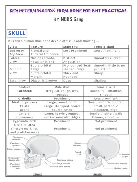 Sex Determination From Bone Pdf Skull Musculoskeletal System