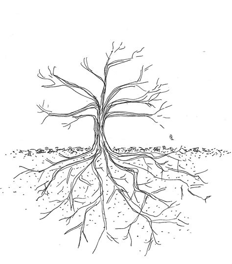 Drawing Of Tree Roots Visual Art Drawing