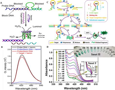 A B Schematic Representation Of Both‐end Blocked Molecular Beacon